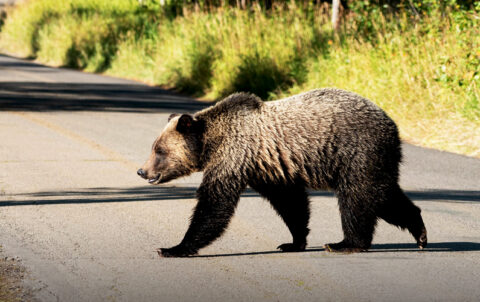 Moose-Wilson Road Guide: 6 Must-Know Tips Before You Drive Grand Teton ...